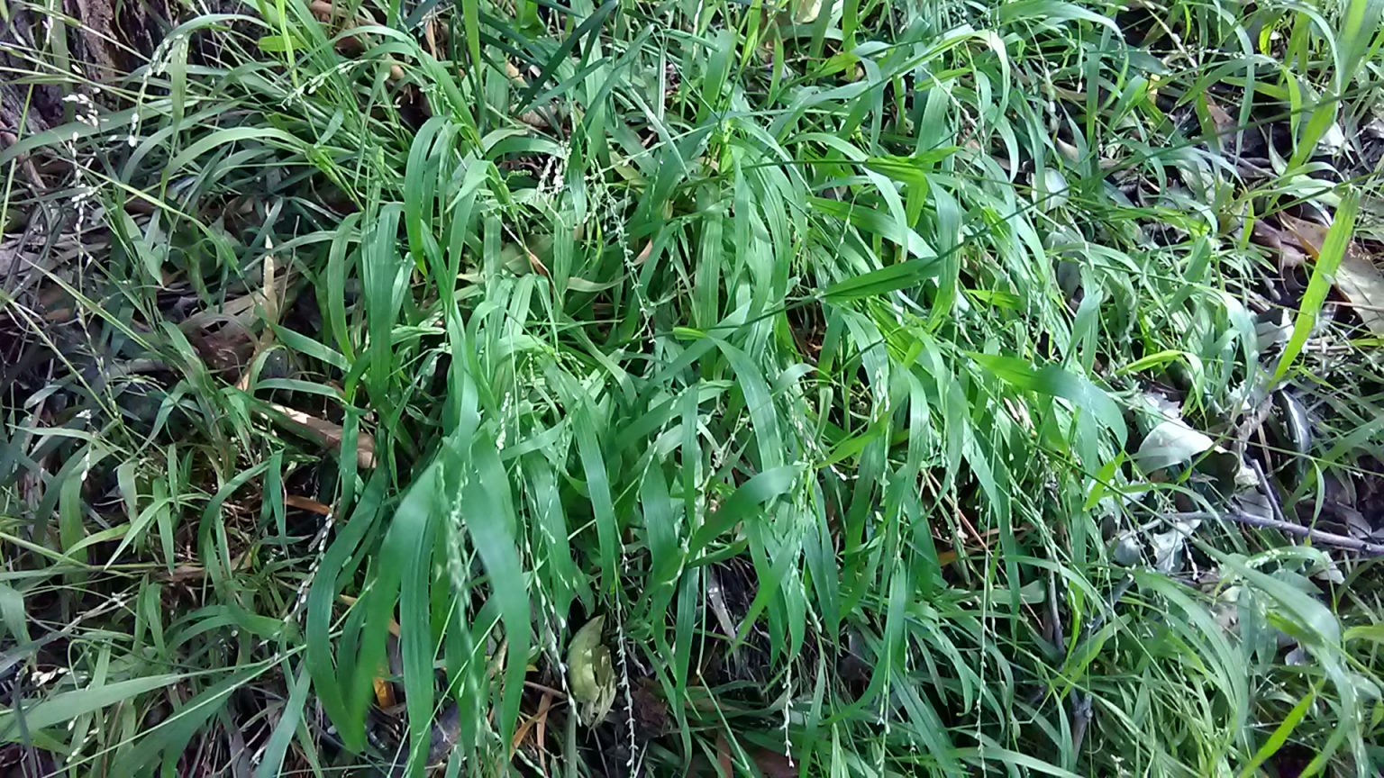 Ehrharta erecta* – Munibung Hill Conservation Society