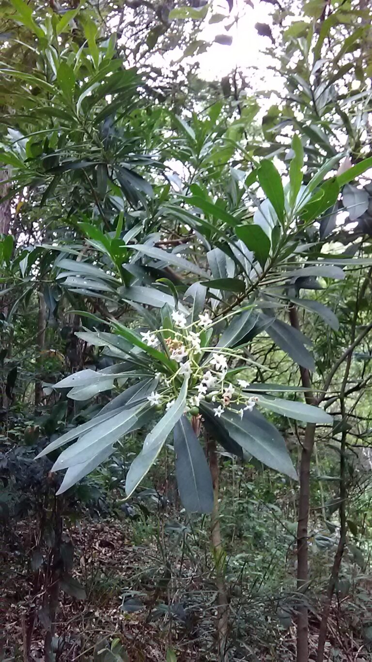 Duboisia myoporoides – Munibung Hill Conservation Society