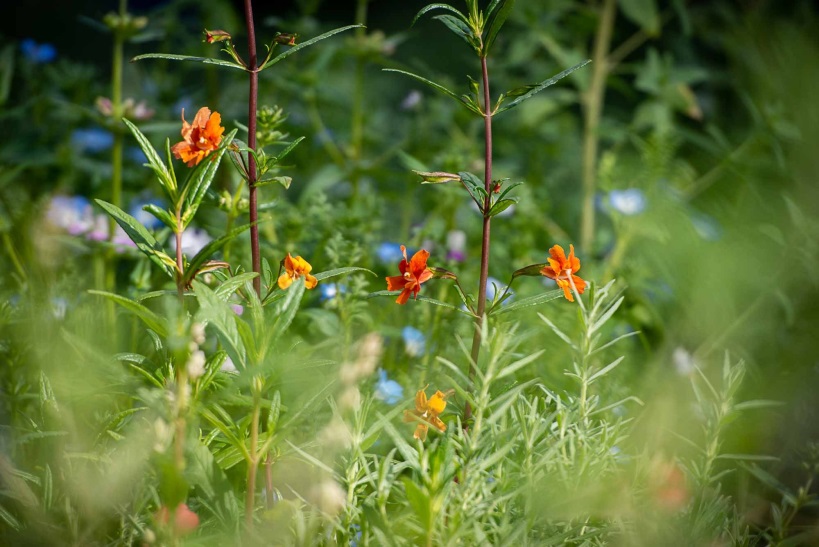Grow wild: Bringing bush yards into backyards – Munibung Hill ...