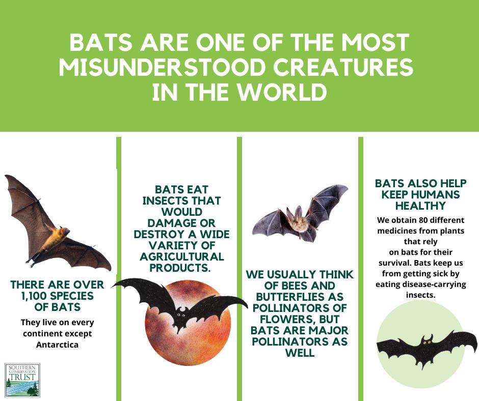 We need bats of the flying variety more than any other kind of bat ...