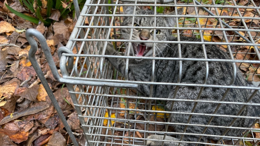 Trap cats: Community leads the way in feral cat control – Munibung Hill ...
