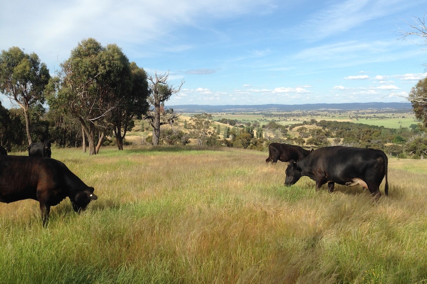 Working with nature in true regenerative fashion – the Sam Vincent ...