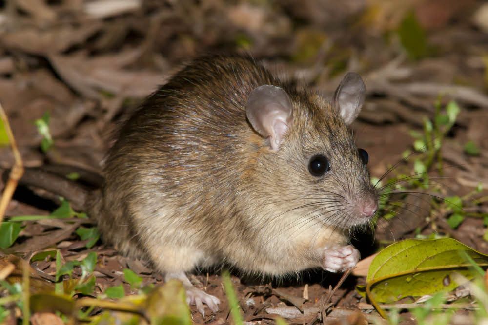 Who’s visiting our backyards? – Munibung Hill Conservation Society